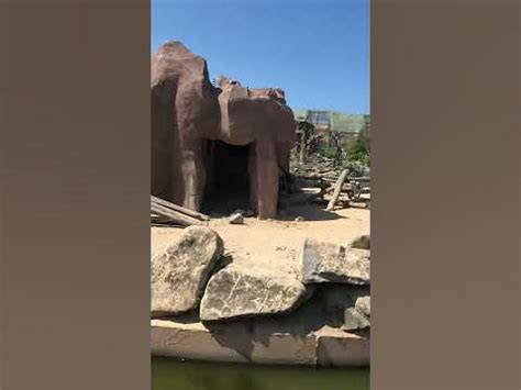 Голая попа обезьяны - YouTube