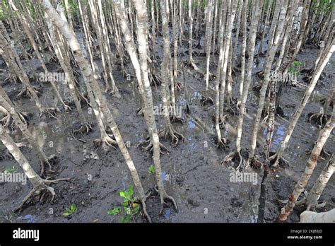 Mangrove Tree Roots In Mangrove Forest North Queensland Australia Stock Photo Alamy