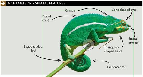 Chameleon Anatomy Diagram