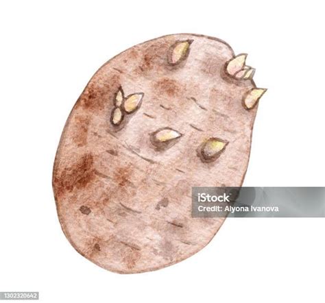 흰색 배경에 고립 된 수채화 갈색 감자 야채 손 그린 일러스트 생감자에 대한 스톡 벡터 아트 및 기타 이미지 생감자 수채화