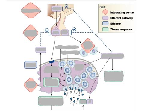Hormone Cascade For Spermatogenesis Quiz