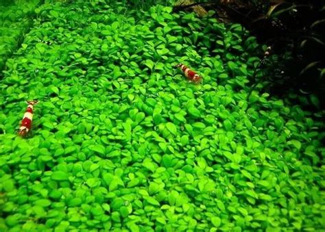 How To Grow Large Aquarium Plants 6 Expert Tips Freshwater Planted