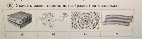13 Укажіть назви тканин які зображені на малюнках Школьные Знания Com