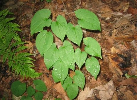 삼지구엽초음양곽의 효능 부작용 판매금액 네이버 블로그