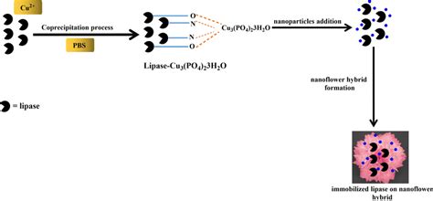 Schematic Illustration Of Hybrid Nanoflower Lipase Immobilization