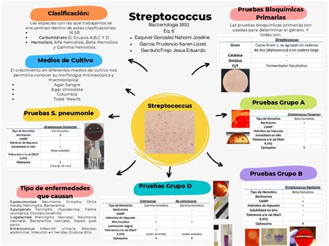 Mapa Streptococcus Y Pruebas Ejercicios De Bacteriología Docsity