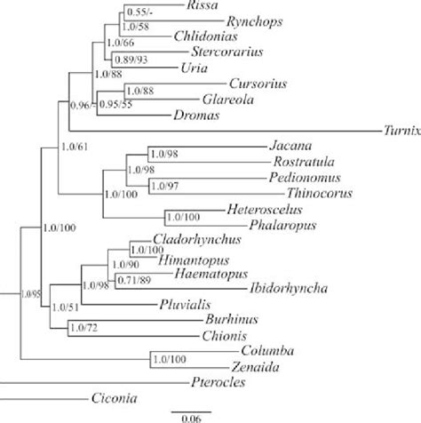 consensus bayesian tree derived from the molecular data set numbers at