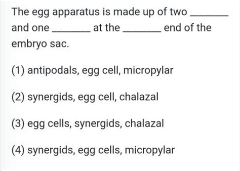 The Egg Apparatus Is Made Up Of Two And One At The End Of The Embryo Sac