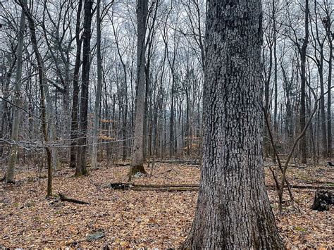 Large Timber Tract With Class A Trout Stream Whitetail Properties