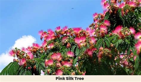 Trees With Pink Flowers And Leaves Brighten Your Garden