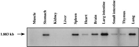 Expression Of Cdo In Adult Rat Tissues Pcr Based Exon Connection” Download Scientific Diagram