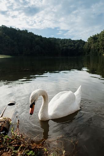 새벽에 호수에 있는 하얀 백조 아침 불빛 낭만적인 배경 아름다운 백조 백조자리 맑고 아름다운 풍경을 가진 하얀 백조의 로맨스 0명에 대한 스톡 사진 및 기타 이미지 Istock