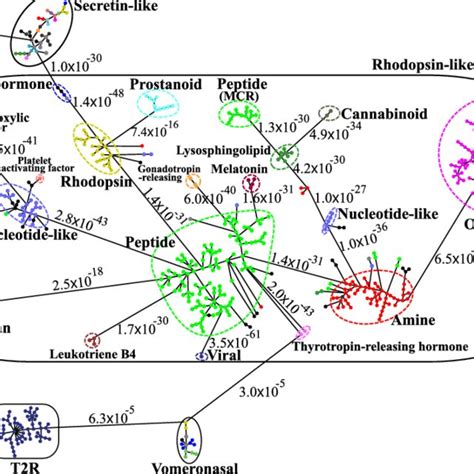 Pdf Visualizing The Gpcr Network Classification And Evolution