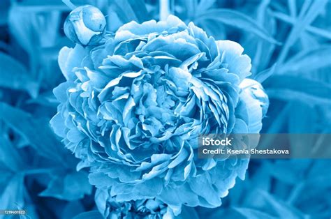 녹색 잎의 배경에 전체 꽃 활기찬 파란색 색상의 꽃 모란 닫습니다 톤 클래식 블루 컬러 트렌드 2020 년 0명에 대한 스톡 사진 및 기타 이미지 Istock