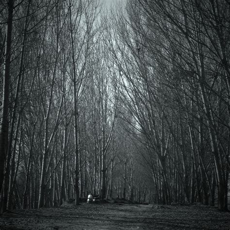 Grey Forest Wallpapers Top Free Grey Forest Backgrounds Wallpaperaccess