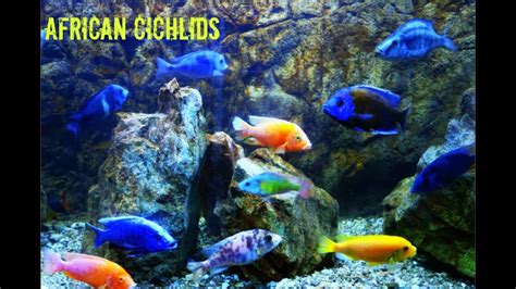 6ft African Cichlid Show Tank At Its Best Youtube