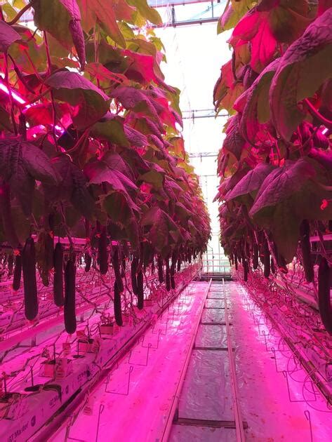 Dossier Serre Le Concombre En Full Led Réussir Fruits And Légumes