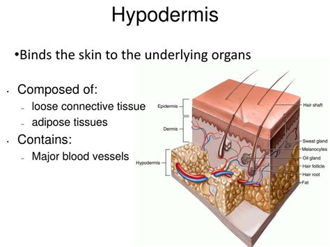 Ppt Integumentary System Powerpoint Presentation Free Download Id 1937952
