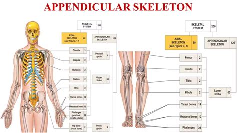 Appendicular Skeleton Pptx