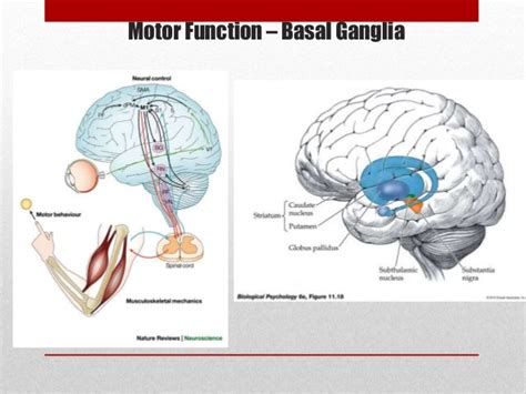 Gabaergic Control Of Excitatory Input To Striatal Spiny Projection Ne