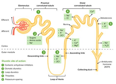 Thiazide Diuretics Concise Medical Knowledge
