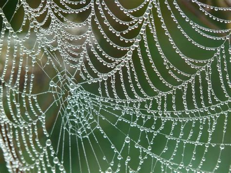Cobweb Morgentau Dew Free Photo On Pixabay