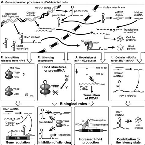 1 Schematic Representation Of The Intricate Relationship Between The Download Scientific