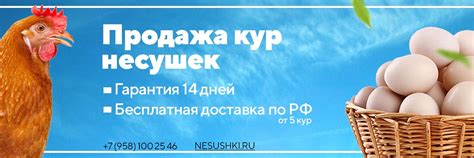 Куры несушки с доставкой по России ВКонтакте