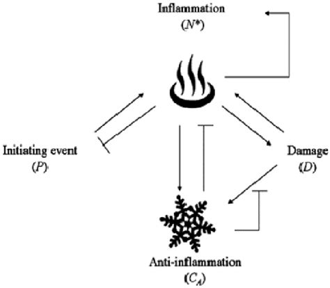 1 Left Qualitative Structure Of The Four Variable Model Of Acute Download Scientific Diagram