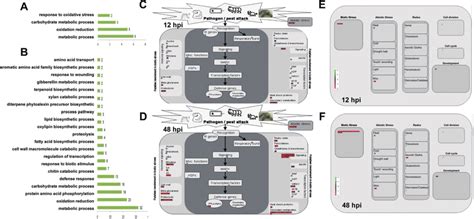 Gene Ontology Go Enrichment And Mapman Analysis Of Up Regulated Genes