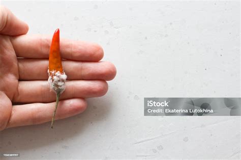 오렌지 칠리 페퍼에 흰색 곰팡이 현대 밝은 회색 배경에 버릇없는 음식 야채 칠리 페퍼를 손에 쥐고 있는 손 건강한 식생활에 대한 스톡 사진 및 기타 이미지 Istock