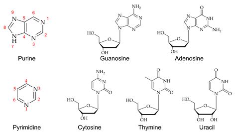 Basic Nucleic Acid Chemical Structure