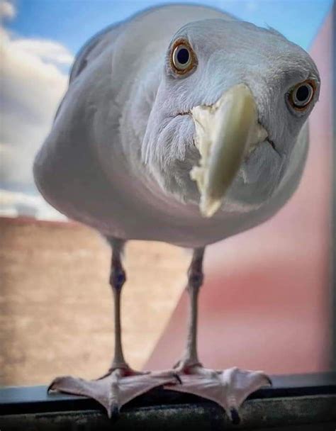 Funny White Bird Perched On A Window Sill