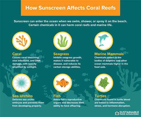 Reef Safe Sunscreen A Complete Guide To Protecting Coral Reefs 2025