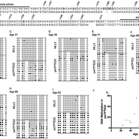 Methylation Analysis By Bisulfite Direct Sequencing A I Bisulfite Download Scientific