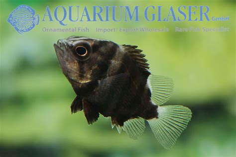 Datnioides Polota Aquarium Glaser Gmbh