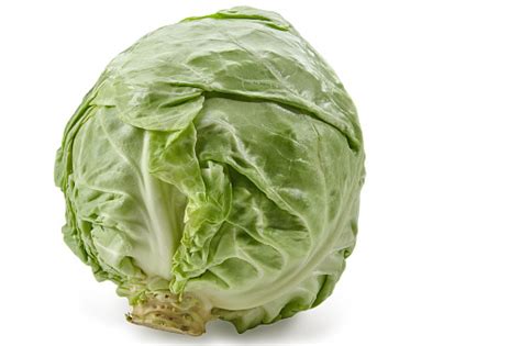 흰색 스튜디오 배경에 고립 된 전체 창백한 녹색 양배추 부드러운 잎 채소 여름 수확 닫기 복사 공간 0명에 대한 스톡 사진 및 기타 이미지 Istock