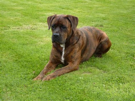 Cane Corso Boxer Mix