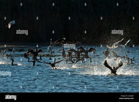 Egrets And Double Crested Cormorant Feeding Frenzy Stock Photo Alamy