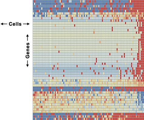big memory accelerates single cell rna sequencing memverge
