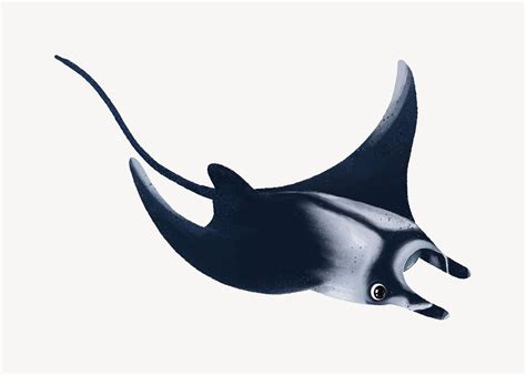 Manta Ray Cute Hand Drawn Premium Photo Illustration Rawpixel