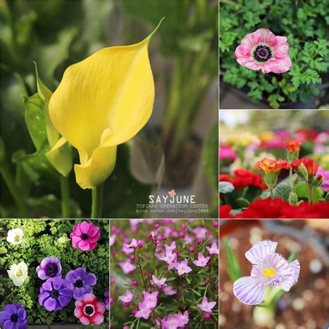 수례에 담 긴 봄꽃 종류 꽃말 네이버 블로그