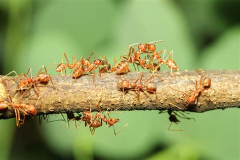 Close Up Group Red Ant On Stick Tree In Nature At Thailand Stock Image Image Of Teamwork