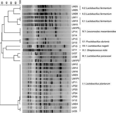 Dendrogram Of Cluster Analysis Of Rep Pcr Fingerprints Of Lactic Acid