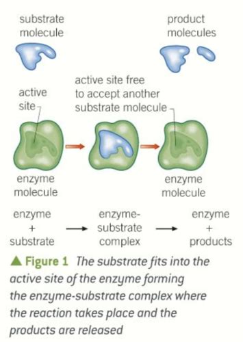 2 4 1 Enzyme Action Enzymes Foundations In Biology Flashcards Quizlet