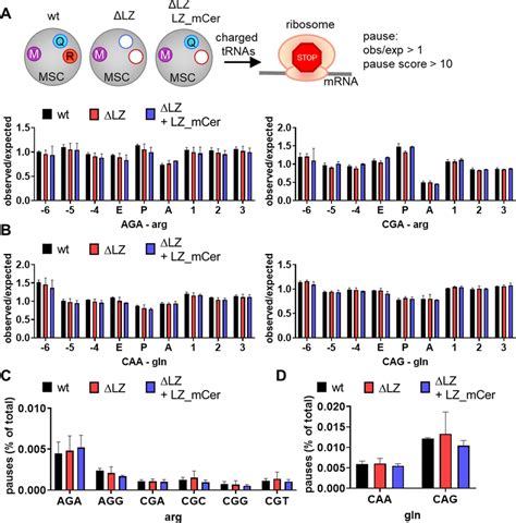 No Indication For Ribosome Stalling On Cognate Codons Upon Loss Of Download Scientific Diagram