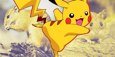 Pikachus Design Is Based On A Squirrel Not A Mouse