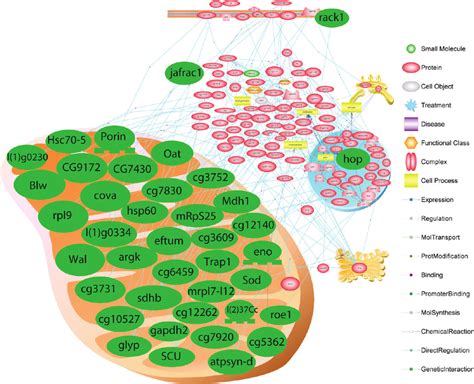 Biological Interaction Networks Generated For Developing Honeybee Queen Download Scientific