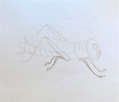 Grasshopper Drawing