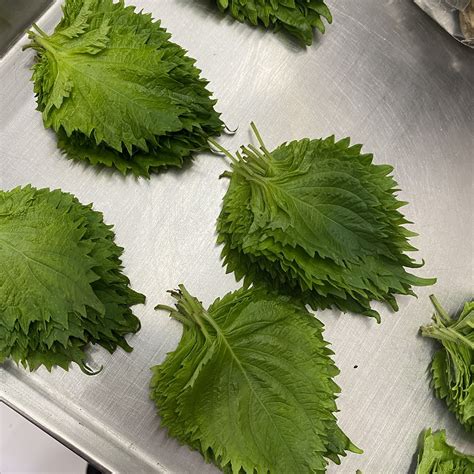 ¡el Sisho シソ Es Una Planta Tienda Yamamoto 山本食料品店